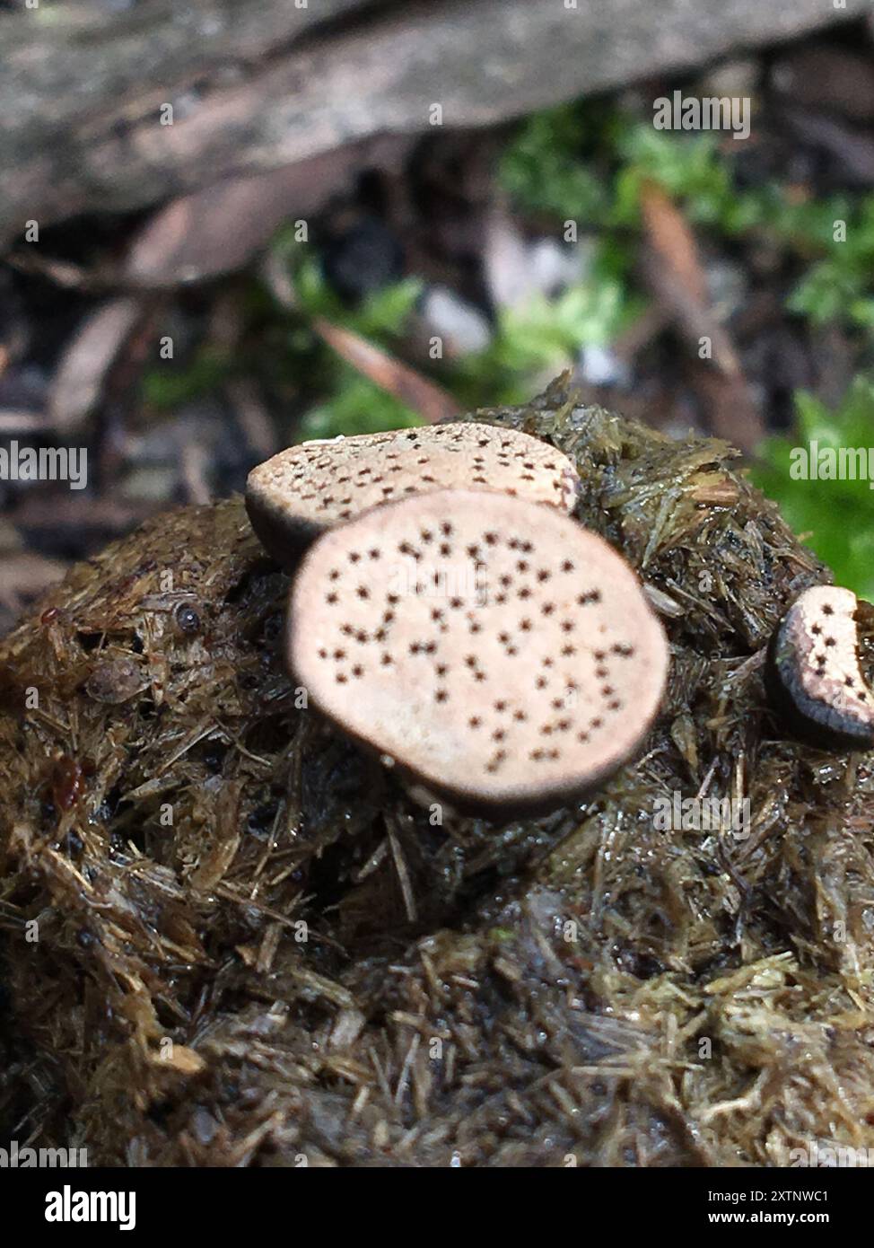 Poronia hi-res stock photography and images - Alamy