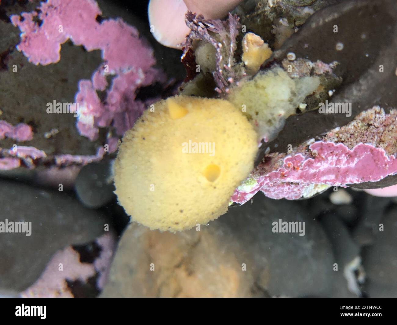 Monterey Dorid (Doris montereyensis) Mollusca Stock Photo - Alamy