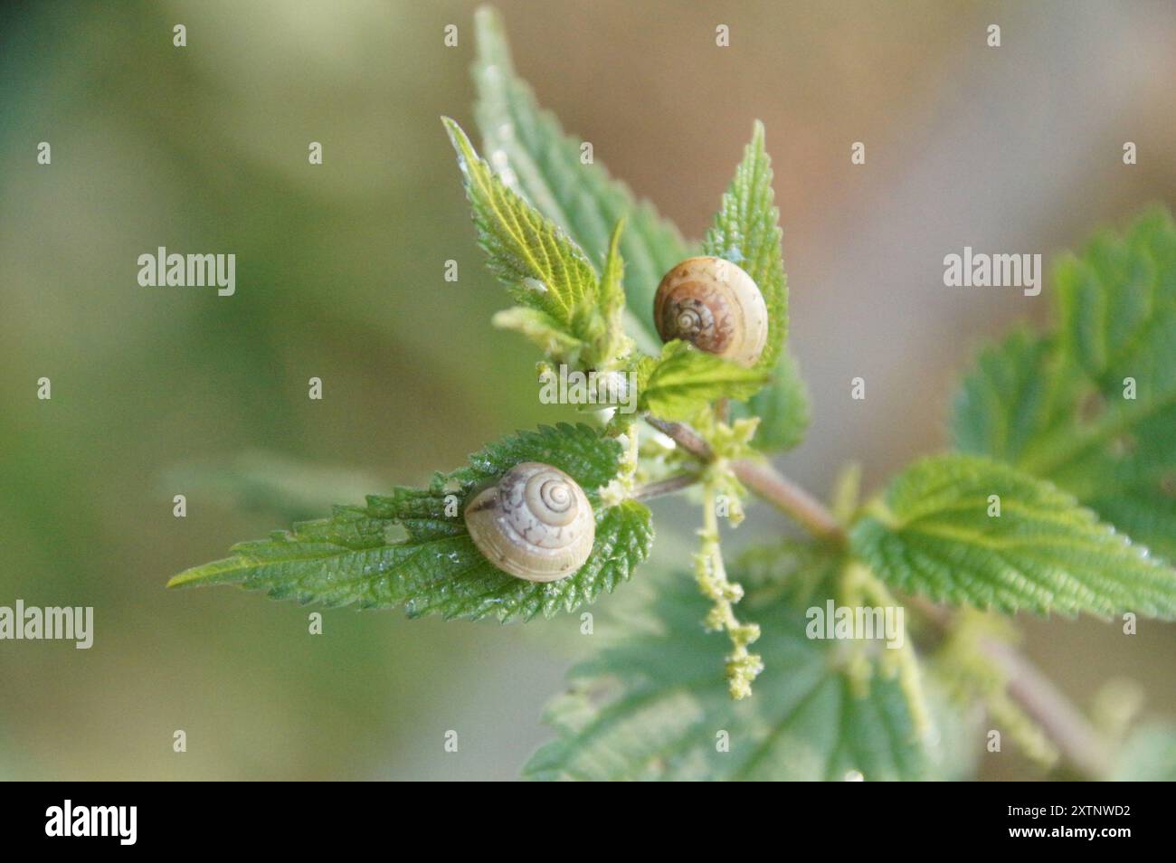 Girdled Snail (Hygromia cinctella) Mollusca Stock Photo - Alamy