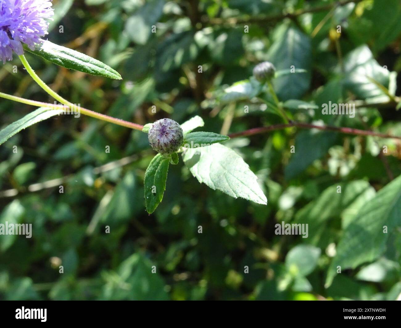 Blue Sonki (Adenoon indicum) Plantae Stock Photo - Alamy