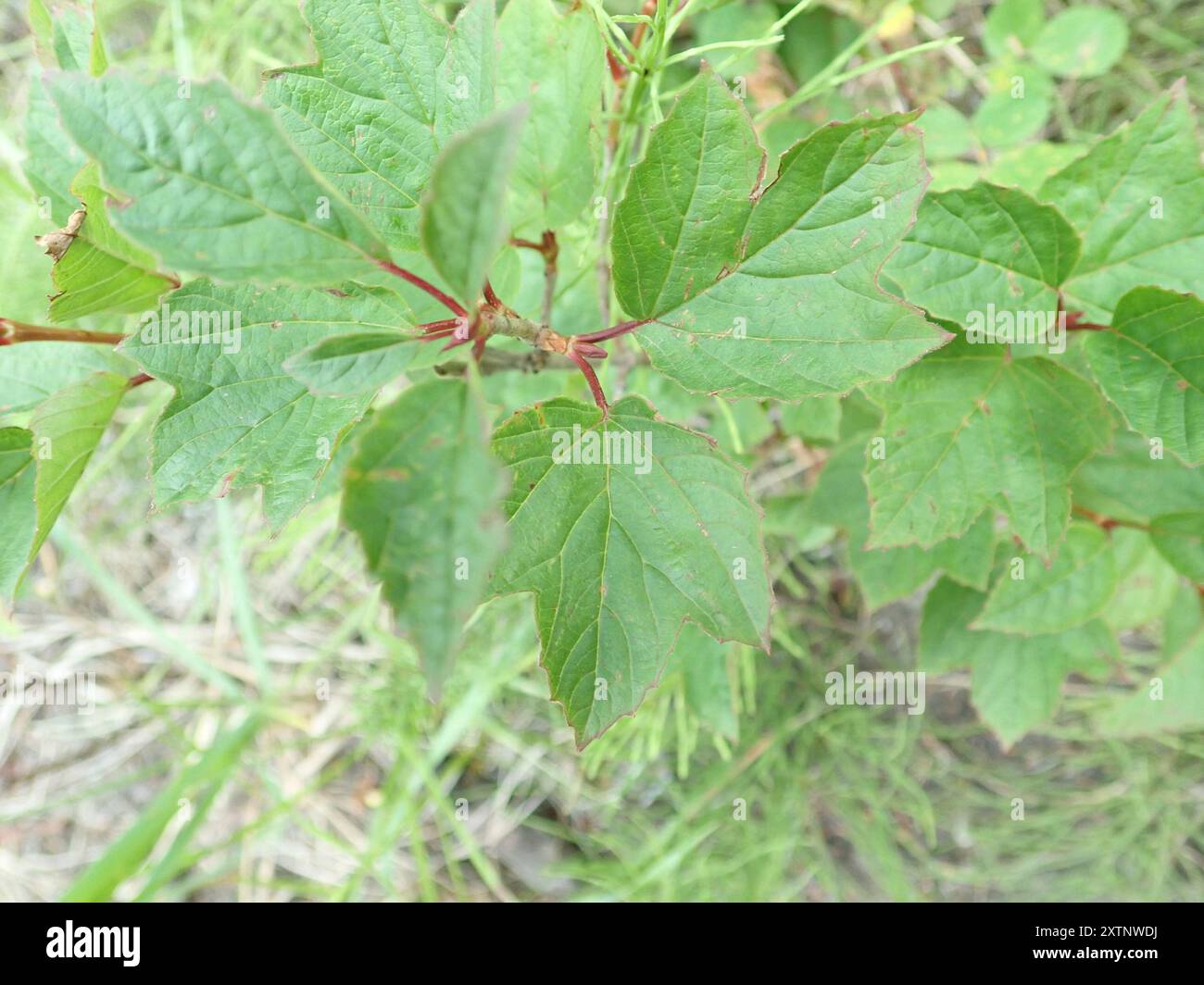 squashberry (Viburnum edule) Plantae Stock Photo - Alamy