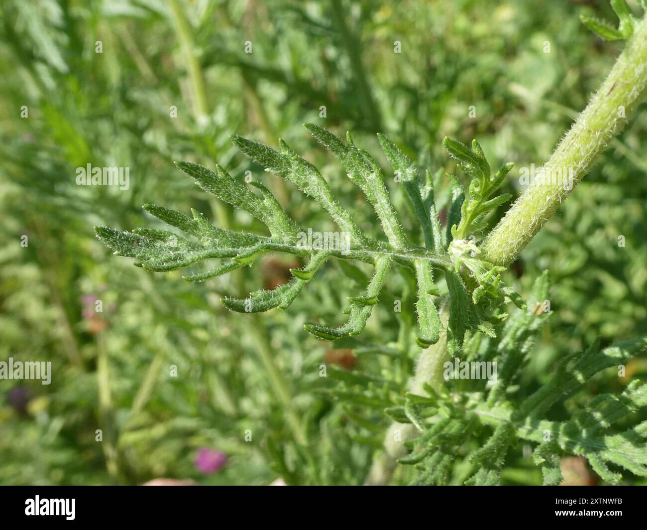 Hoary Ragwort (Jacobaea erucifolia) Plantae Stock Photo - Alamy