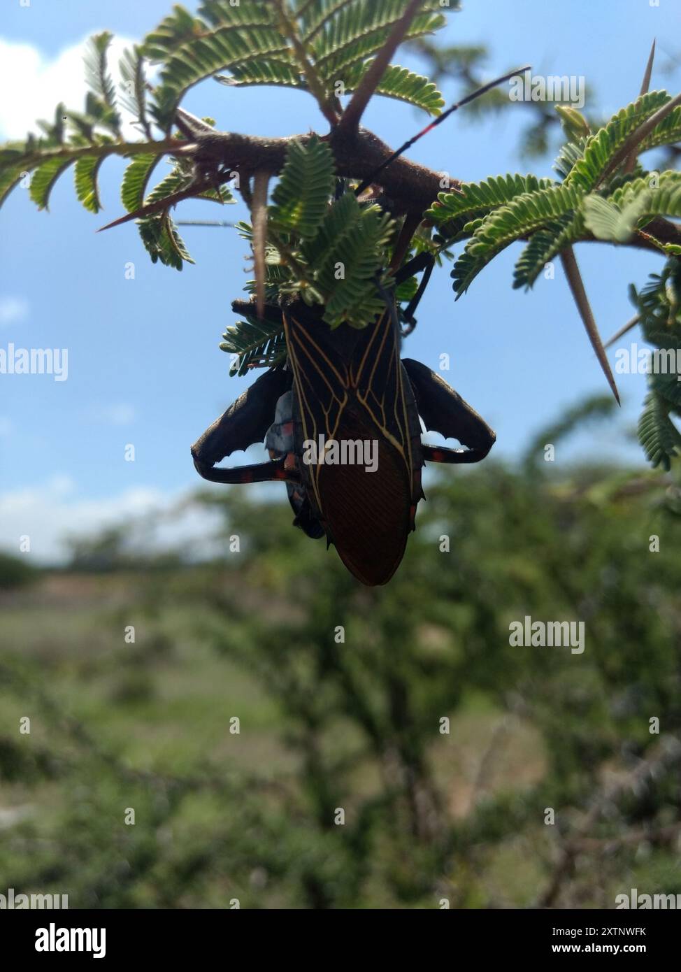 (Pachylis gigas) Insecta Stock Photo - Alamy