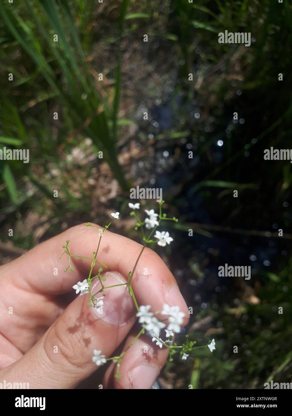 Common Marsh-bedstraw (Galium palustre) Plantae Stock Photo - Alamy