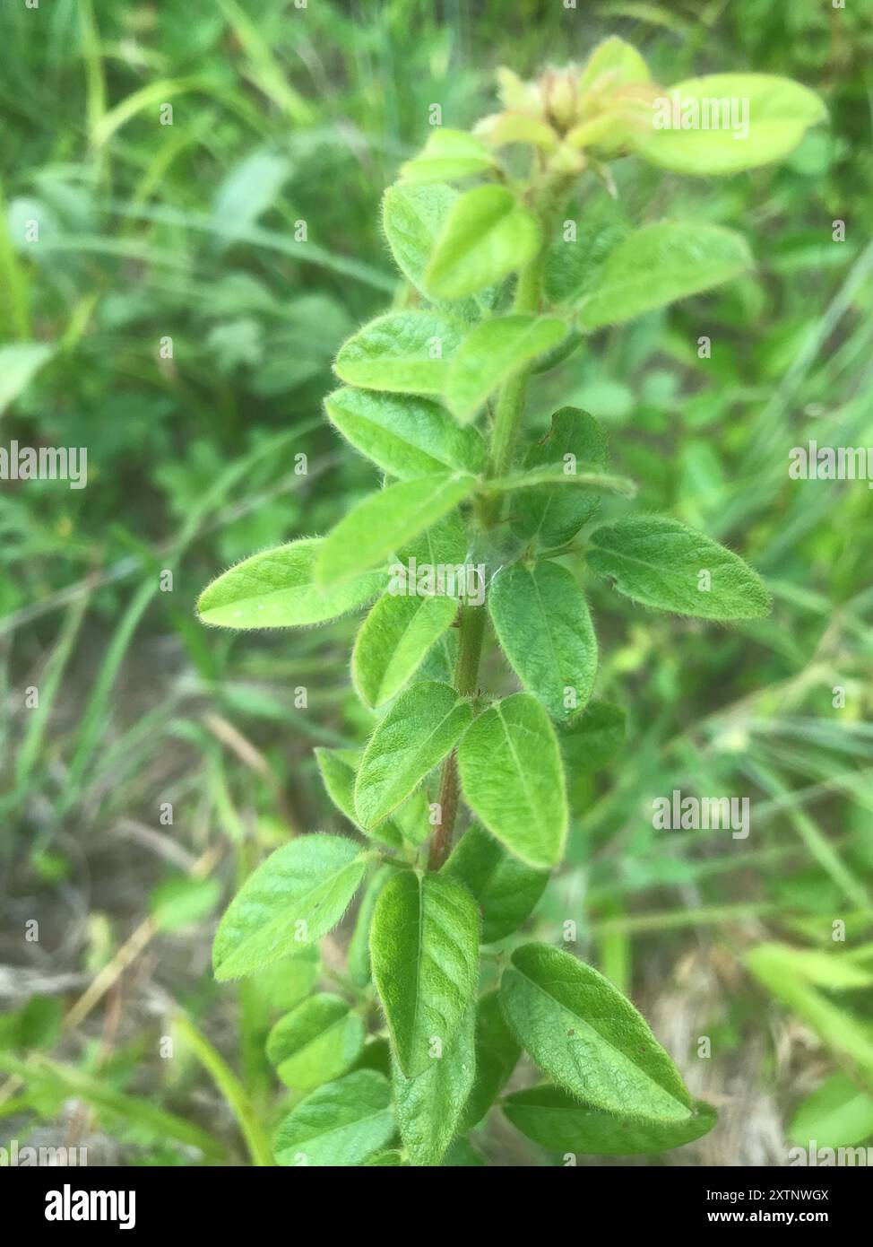 Little-leaf Tick-clover (Desmodium ciliare) Plantae Stock Photo - Alamy