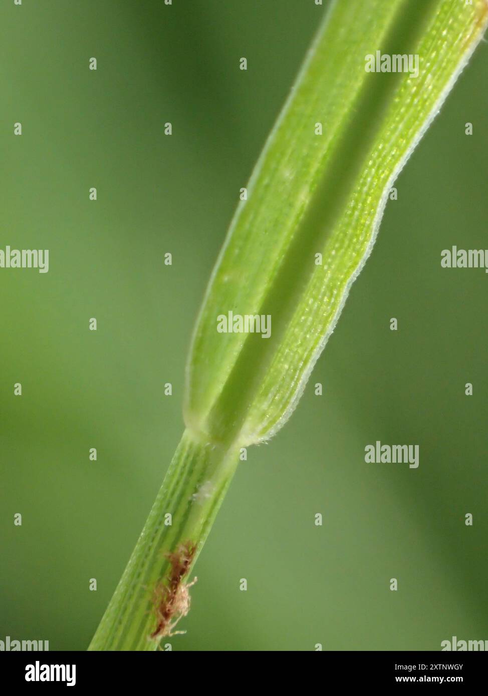 knotroot bristlegrass (Setaria parviflora) Plantae Stock Photo - Alamy