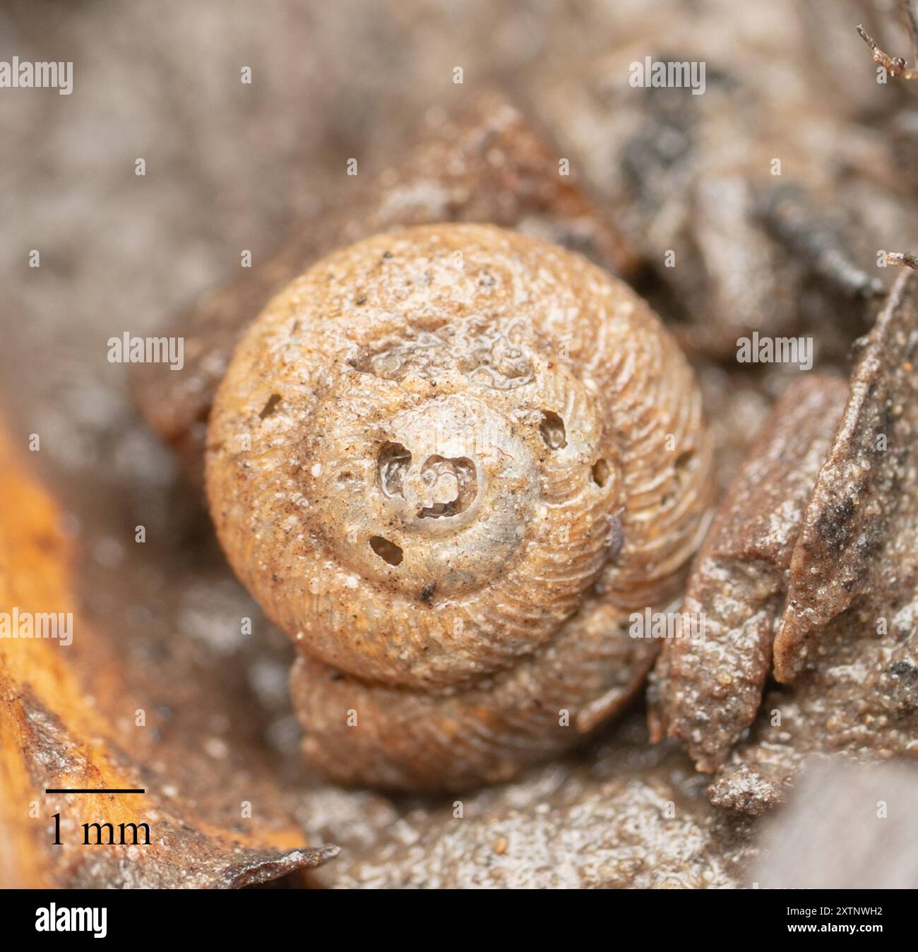Discus whitneyi hi-res stock photography and images - Alamy
