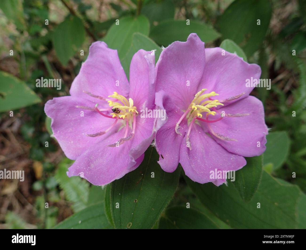 Common Melastoma (Melastoma candidum) Plantae Stock Photo - Alamy