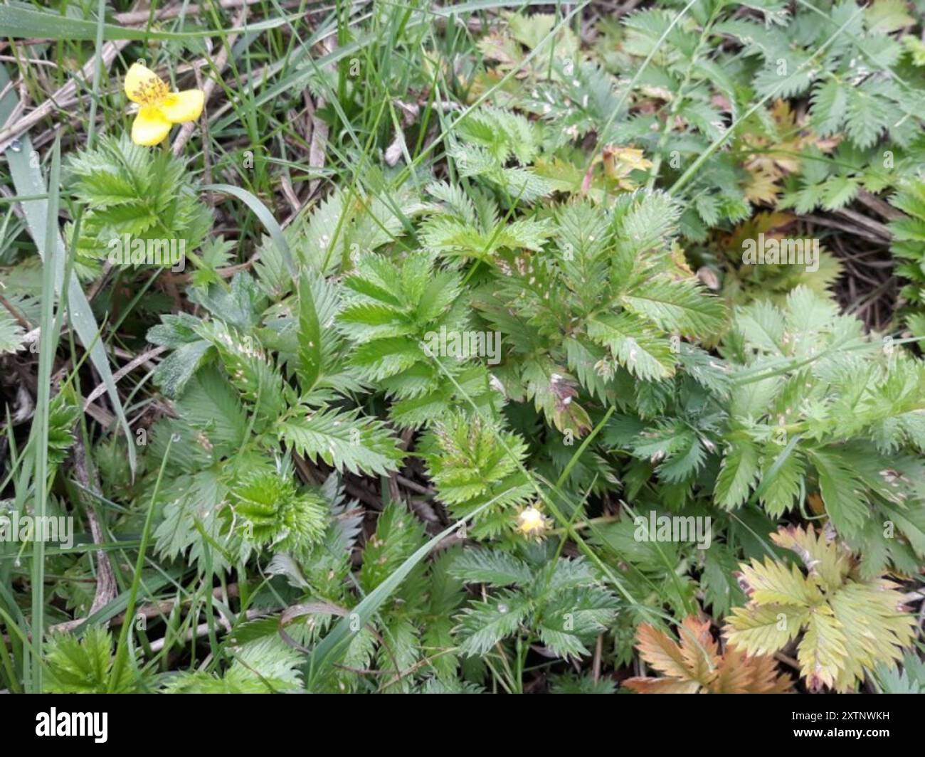 common silverweed (Argentina anserina) Plantae Stock Photo - Alamy