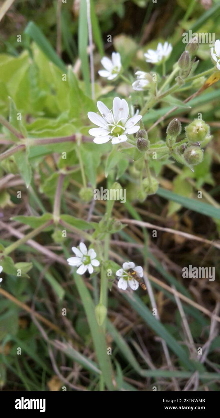 Water Chickweed (Stellaria aquatica) Plantae Stock Photo - Alamy