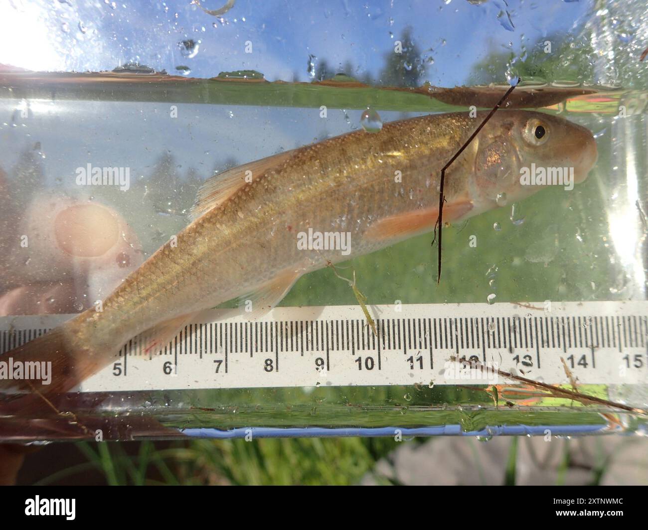 White Sucker (Catostomus commersonii) Actinopterygii Stock Photo - Alamy