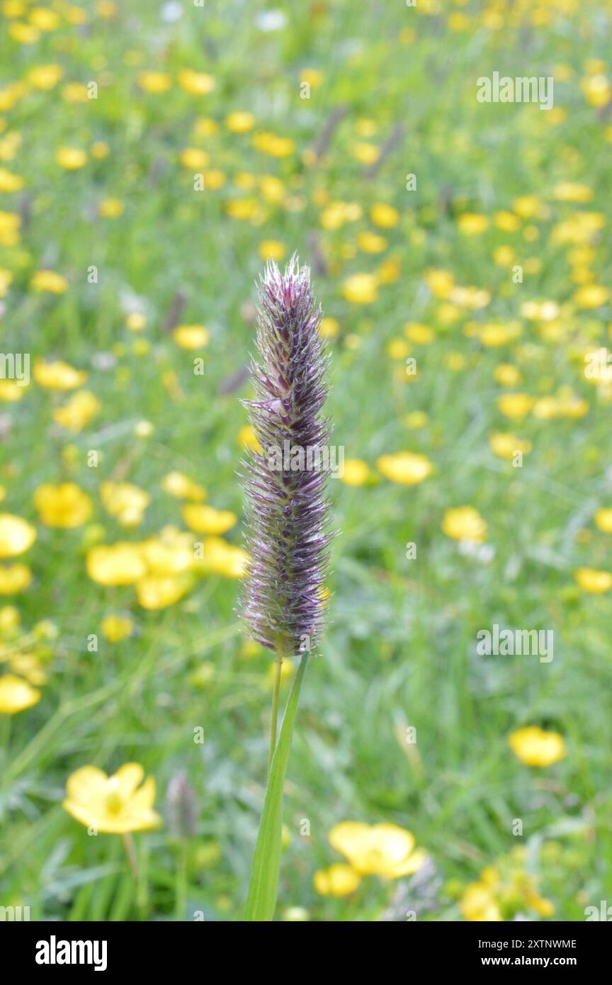 Alpine Timothy (Phleum alpinum) Plantae Stock Photo - Alamy