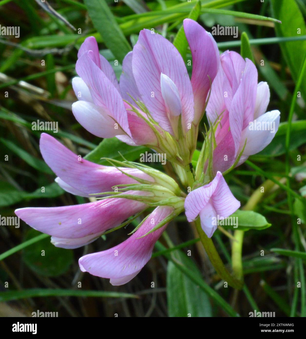 Alpine Clover (Trifolium alpinum) Plantae Stock Photo - Alamy