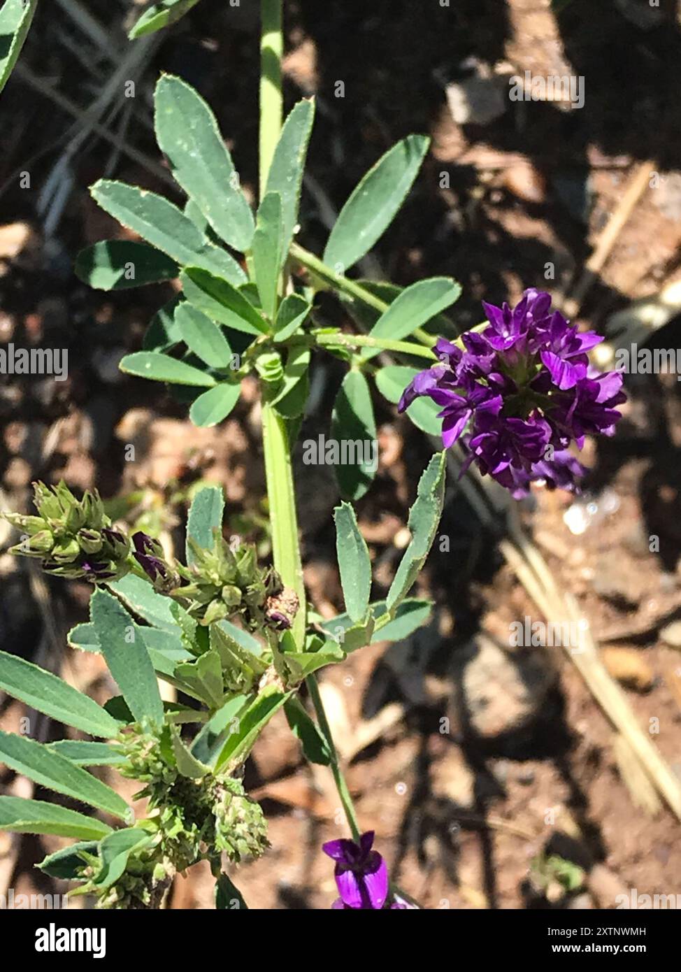 Alfalfa (Medicago sativa) Plantae Stock Photo - Alamy