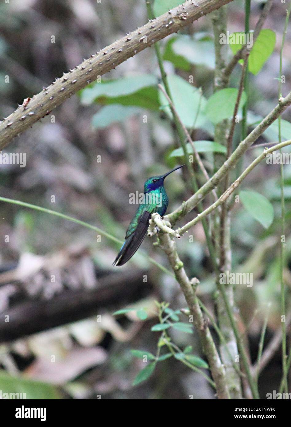 Sparkling Violetear (Colibri coruscans) Aves Stock Photo - Alamy