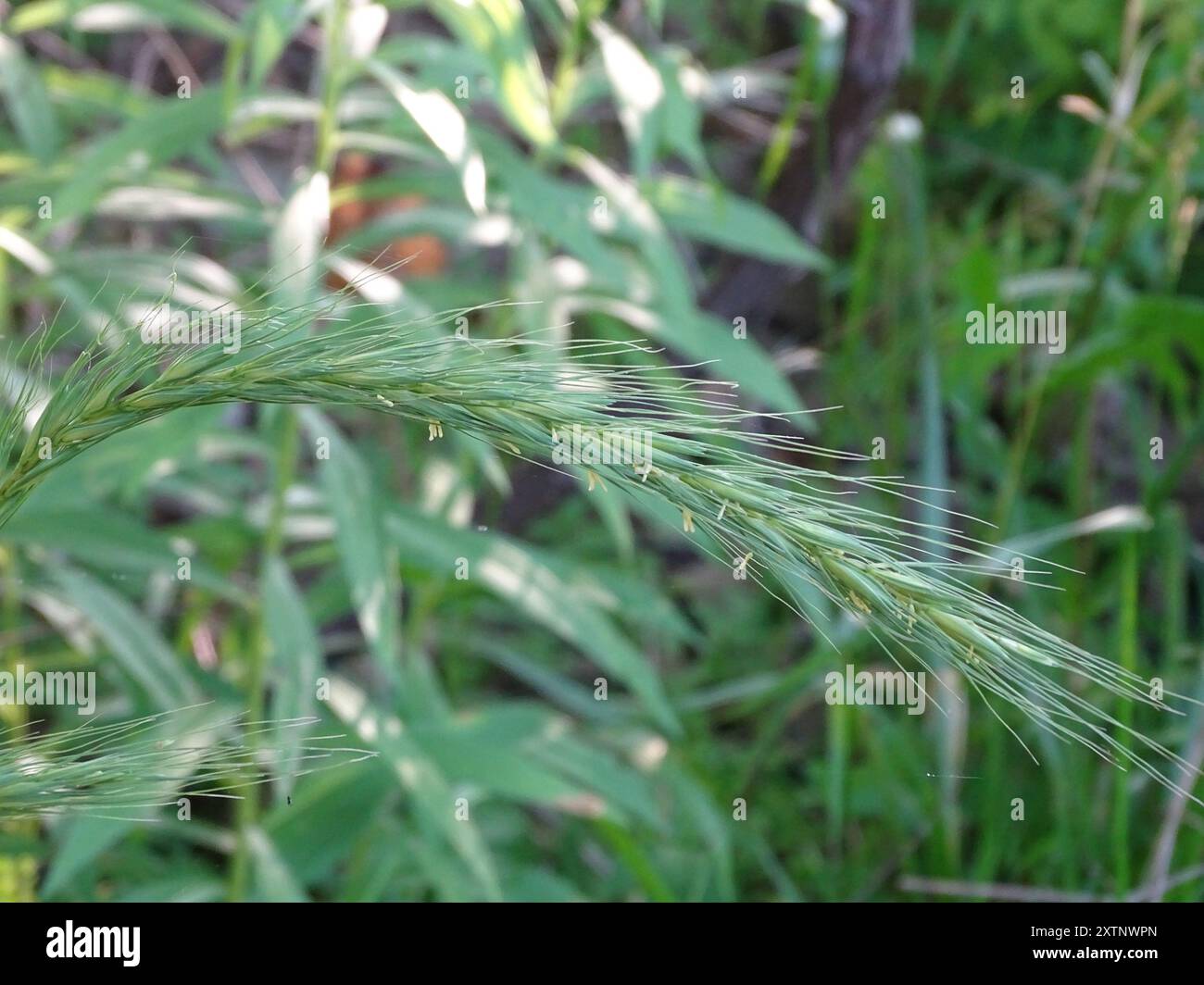 river wild rye (Elymus riparius) Plantae Stock Photo - Alamy