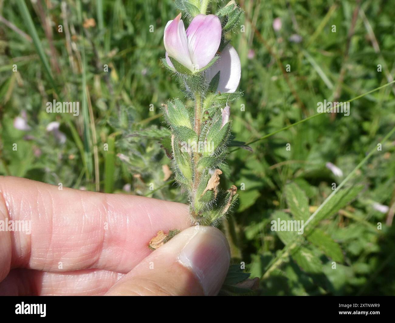 Spiny restharrow (Ononis spinosa) Plantae Stock Photo - Alamy