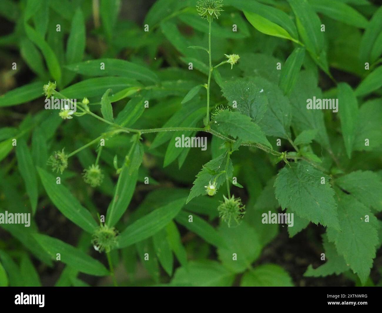 white avens (Geum canadense) Plantae Stock Photo - Alamy