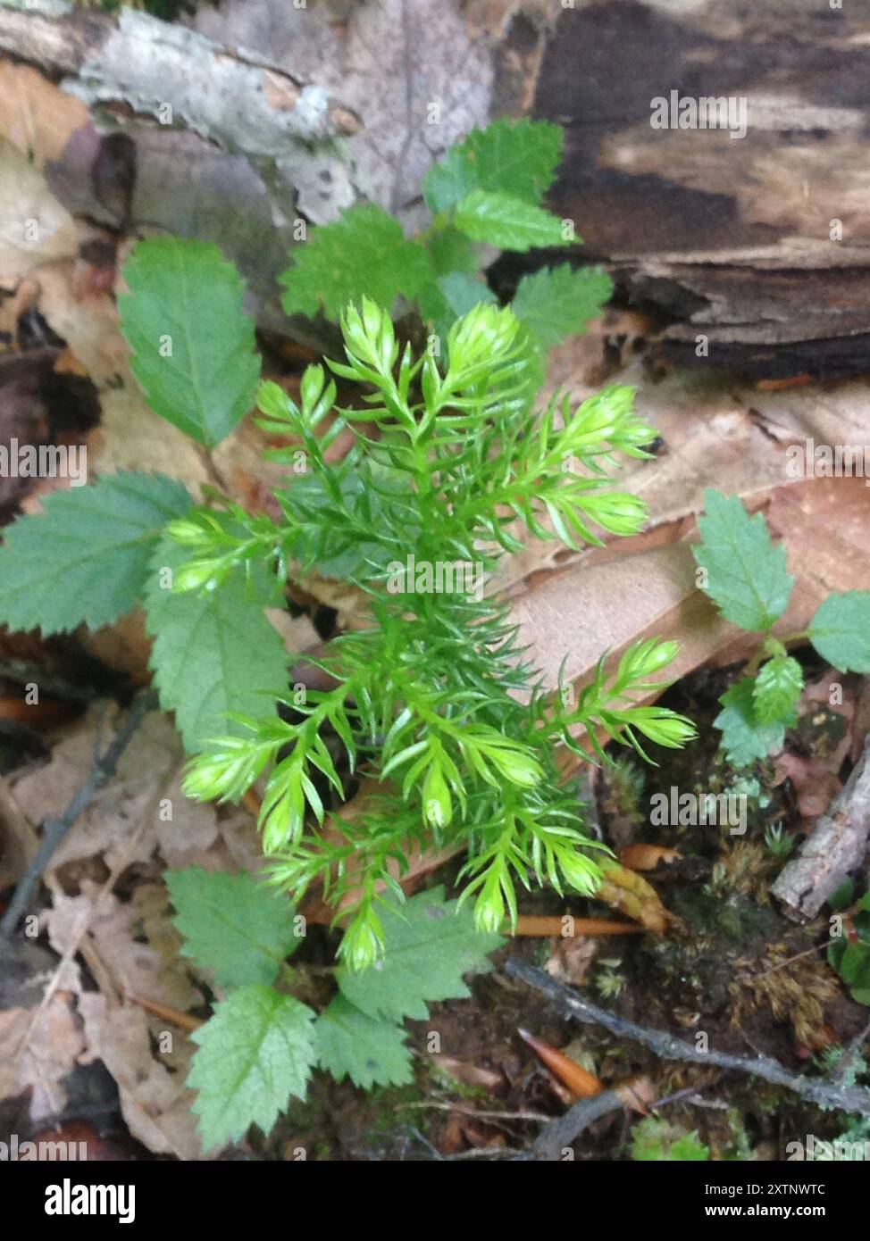 prickly tree-clubmoss (Dendrolycopodium dendroideum) Plantae Stock ...