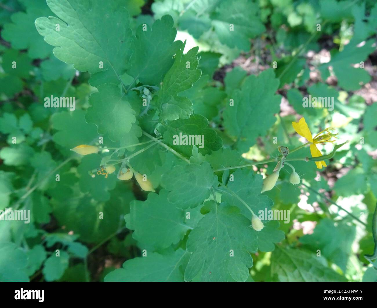Chelidonium majus common celandine hi-res stock photography and images ...