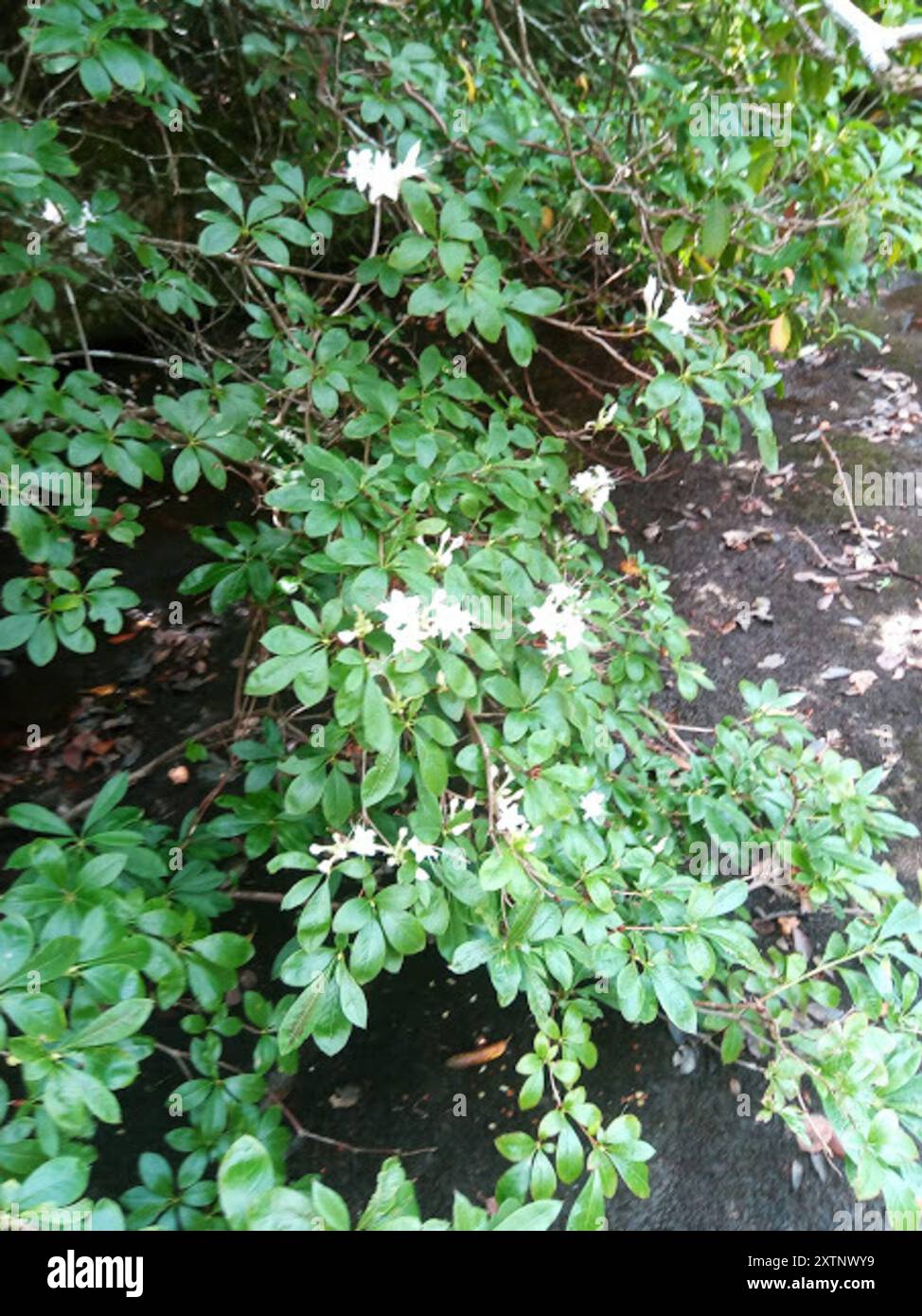 swamp azalea (Rhododendron viscosum) Plantae Stock Photo - Alamy