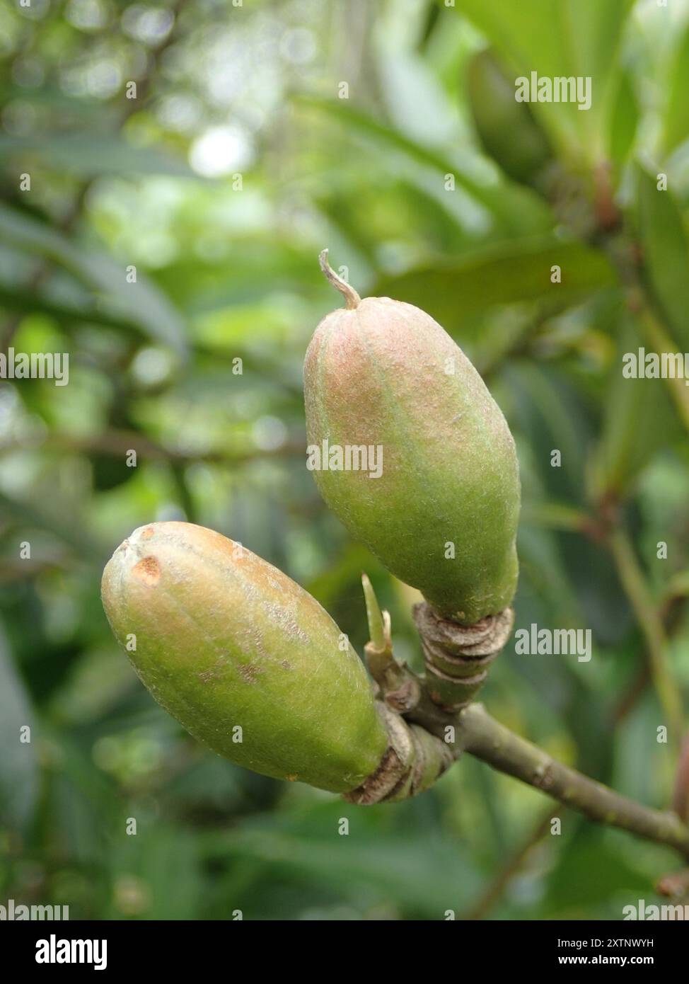Fried egg plant (Polyspora axillaris) Plantae Stock Photo - Alamy