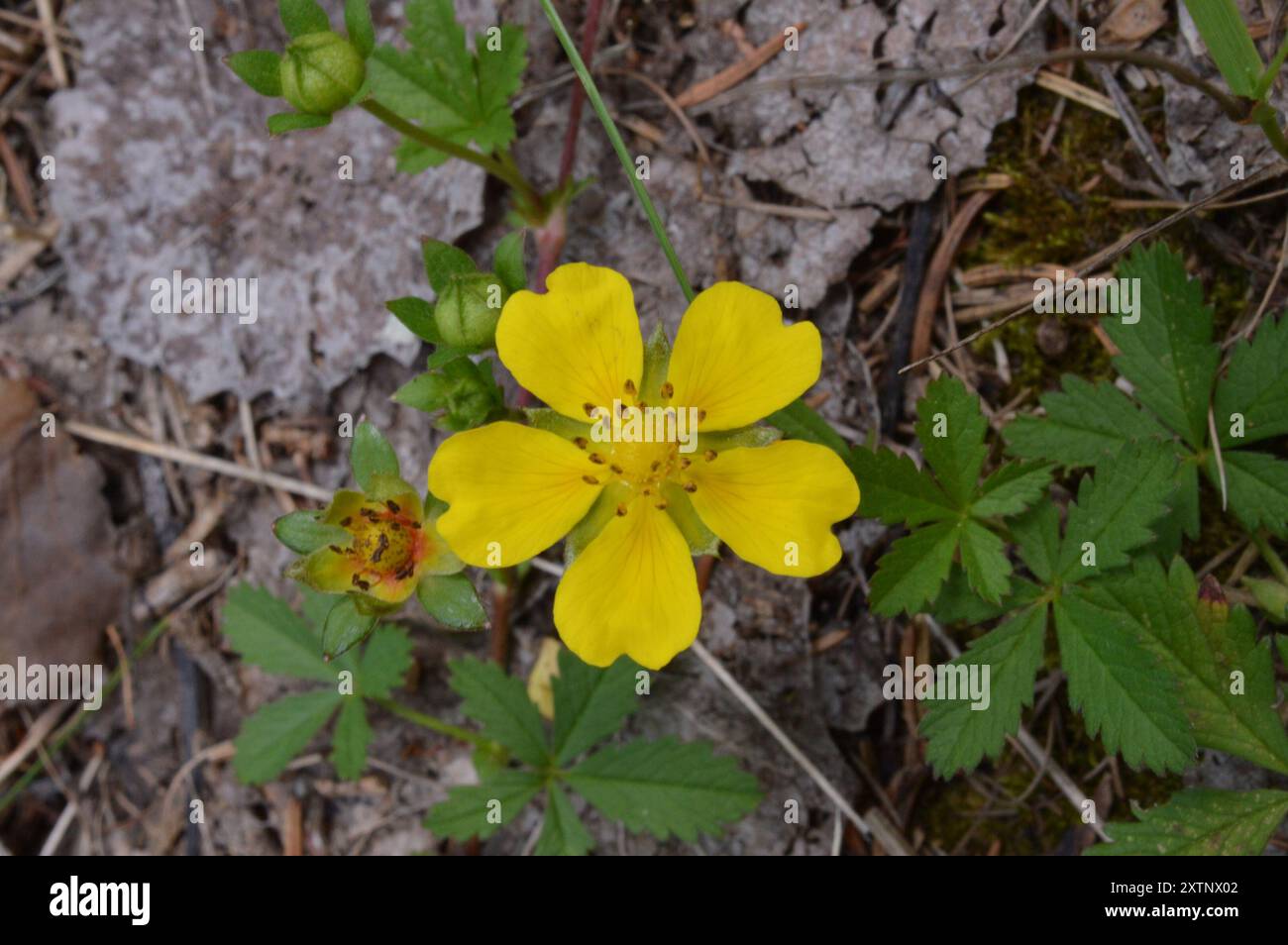 Creeping cinquefoil (Potentilla reptans) Plantae Stock Photo - Alamy