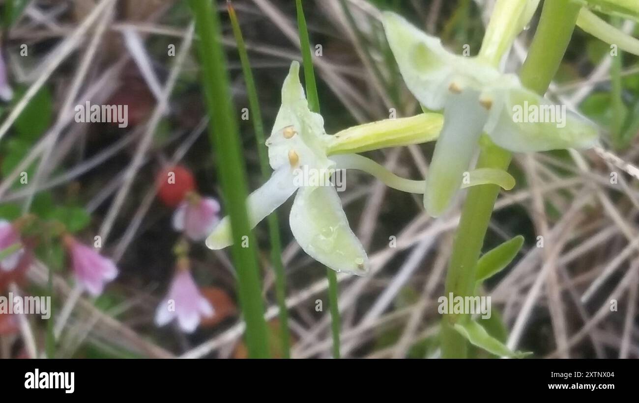 Round-leaved Bog Orchid (Platanthera orbiculata) Plantae Stock Photo ...