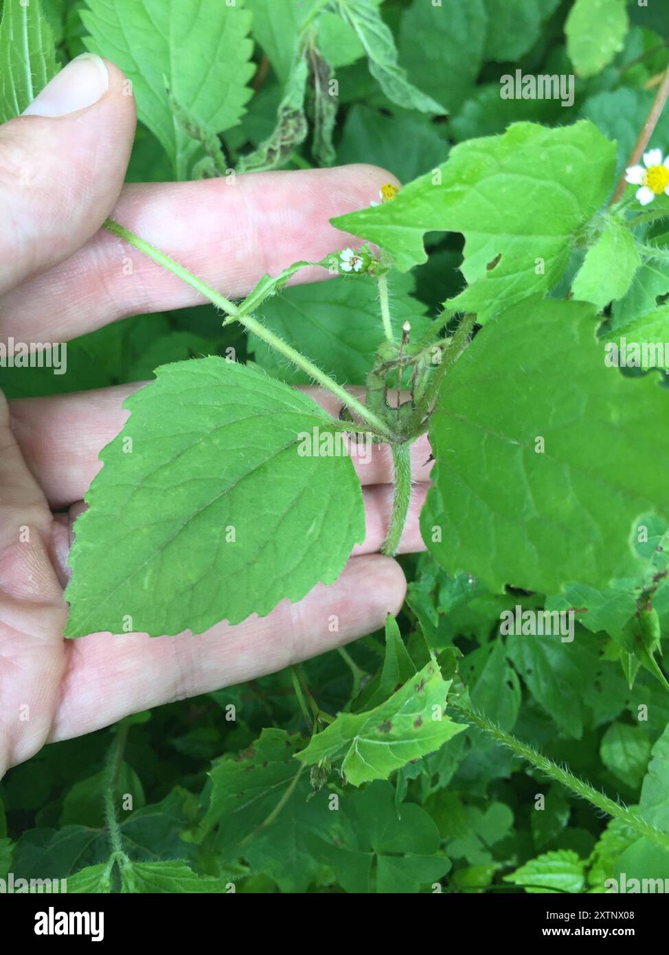 shaggy soldier (Galinsoga quadriradiata) Plantae Stock Photo - Alamy