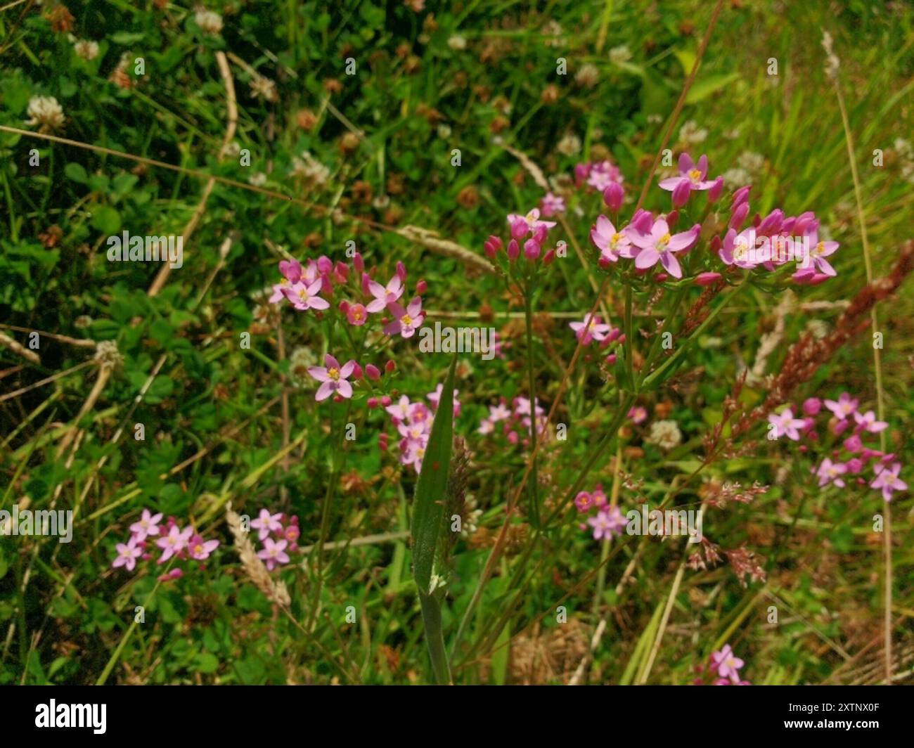 Common centaury (Centaurium erythraea) Plantae Stock Photo - Alamy