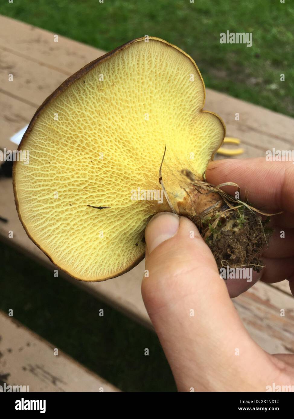 ash-tree bolete (Boletinellus merulioides) Fungi Stock Photo - Alamy