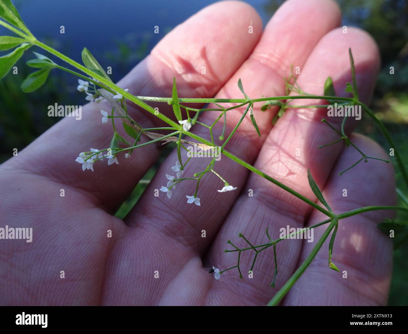 Common Marsh-bedstraw (Galium palustre) Plantae Stock Photo - Alamy