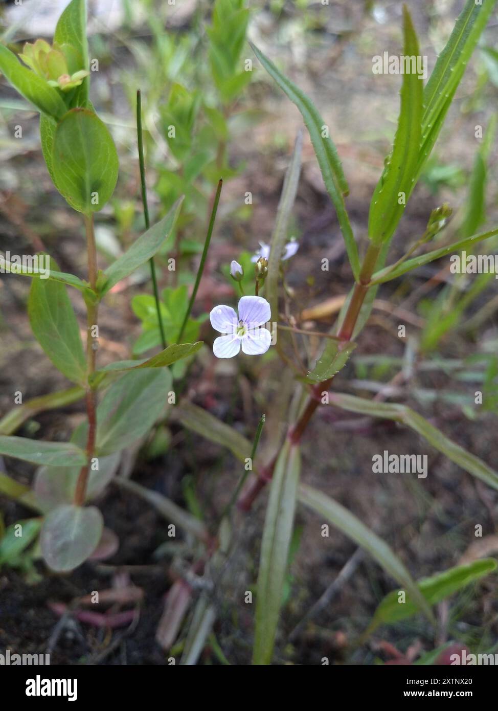 Marsh Speedwell (Veronica scutellata) Plantae Stock Photo - Alamy