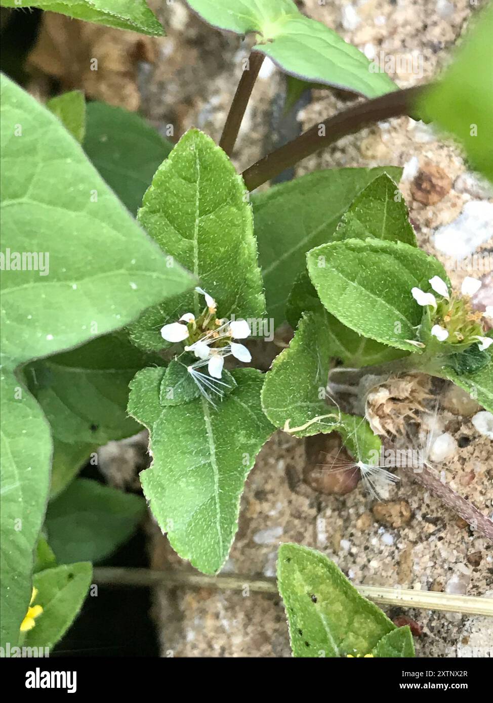 straggler daisy (Calyptocarpus vialis) Plantae Stock Photo - Alamy