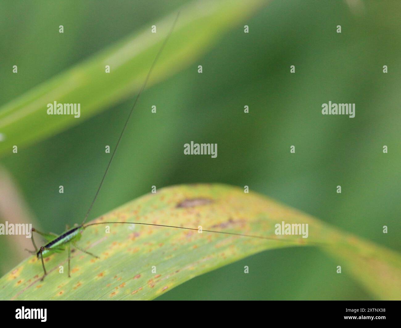 Common Meadow Katydids (Conocephalini) Insecta Stock Photo - Alamy