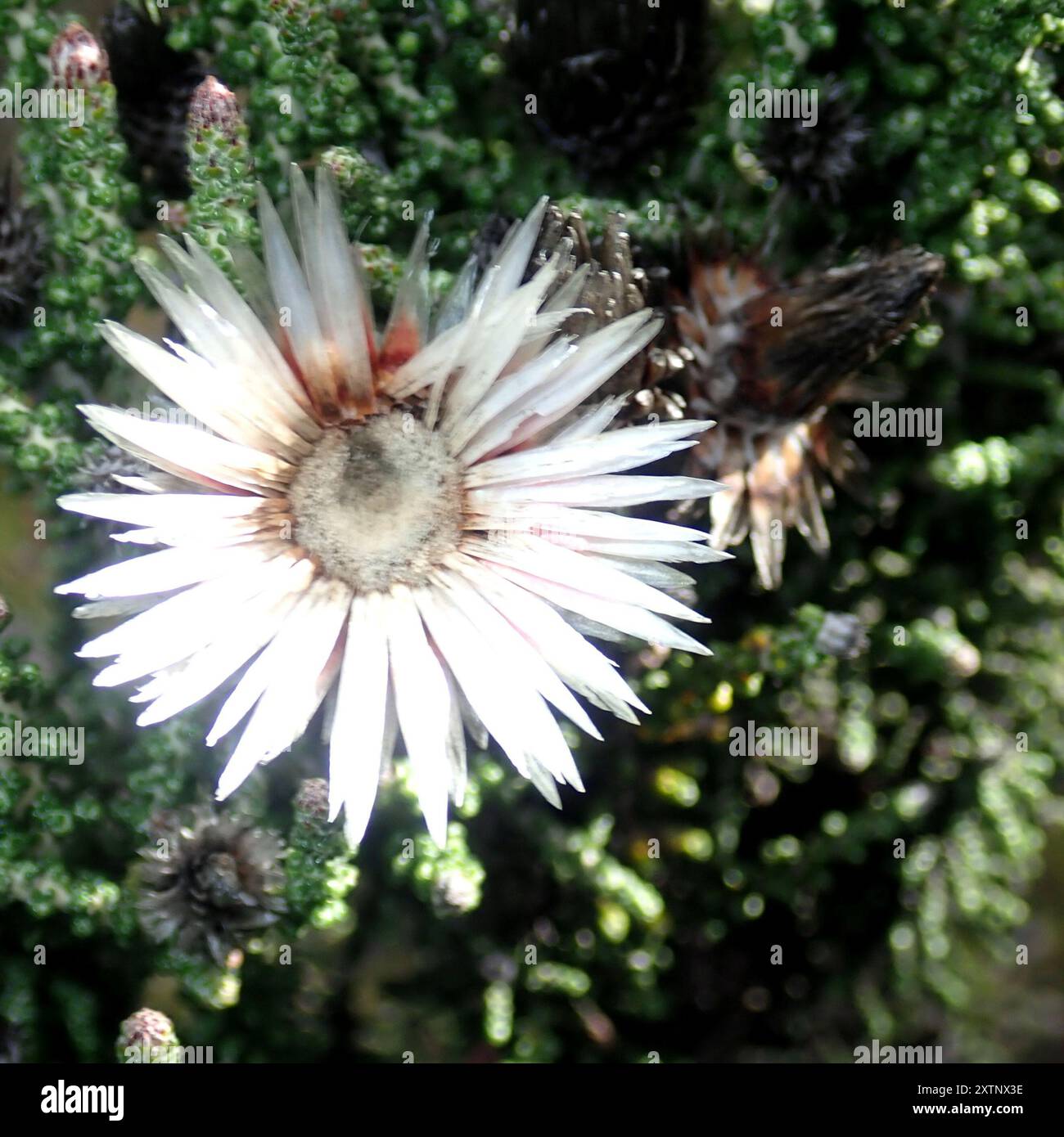 Cape everlasting (Phaenocoma prolifera) Plantae Stock Photo - Alamy
