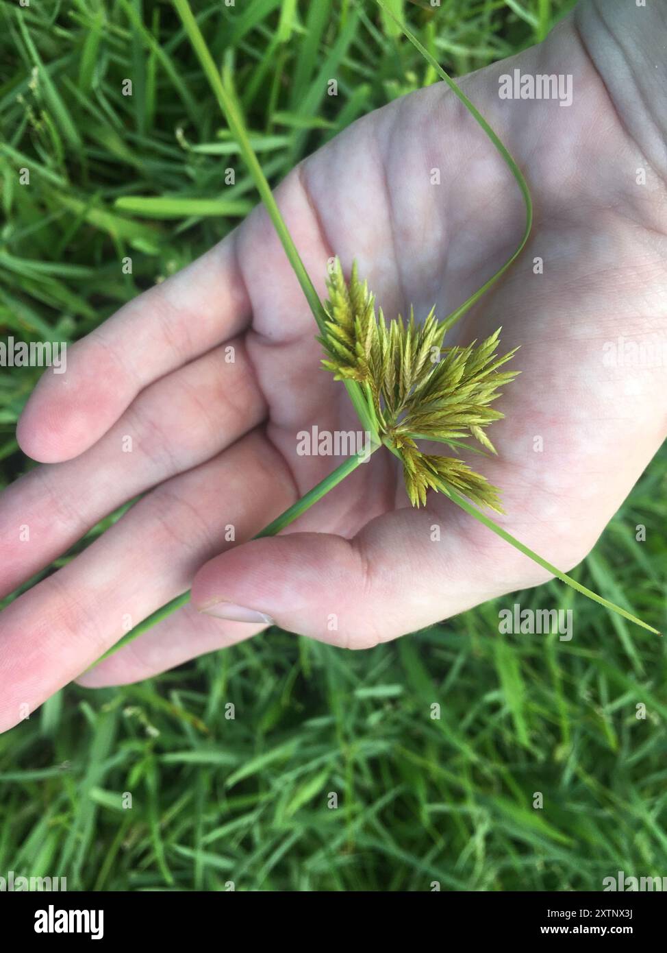 Bunchy flat-sedge (Cyperus polystachyos) Plantae Stock Photo - Alamy