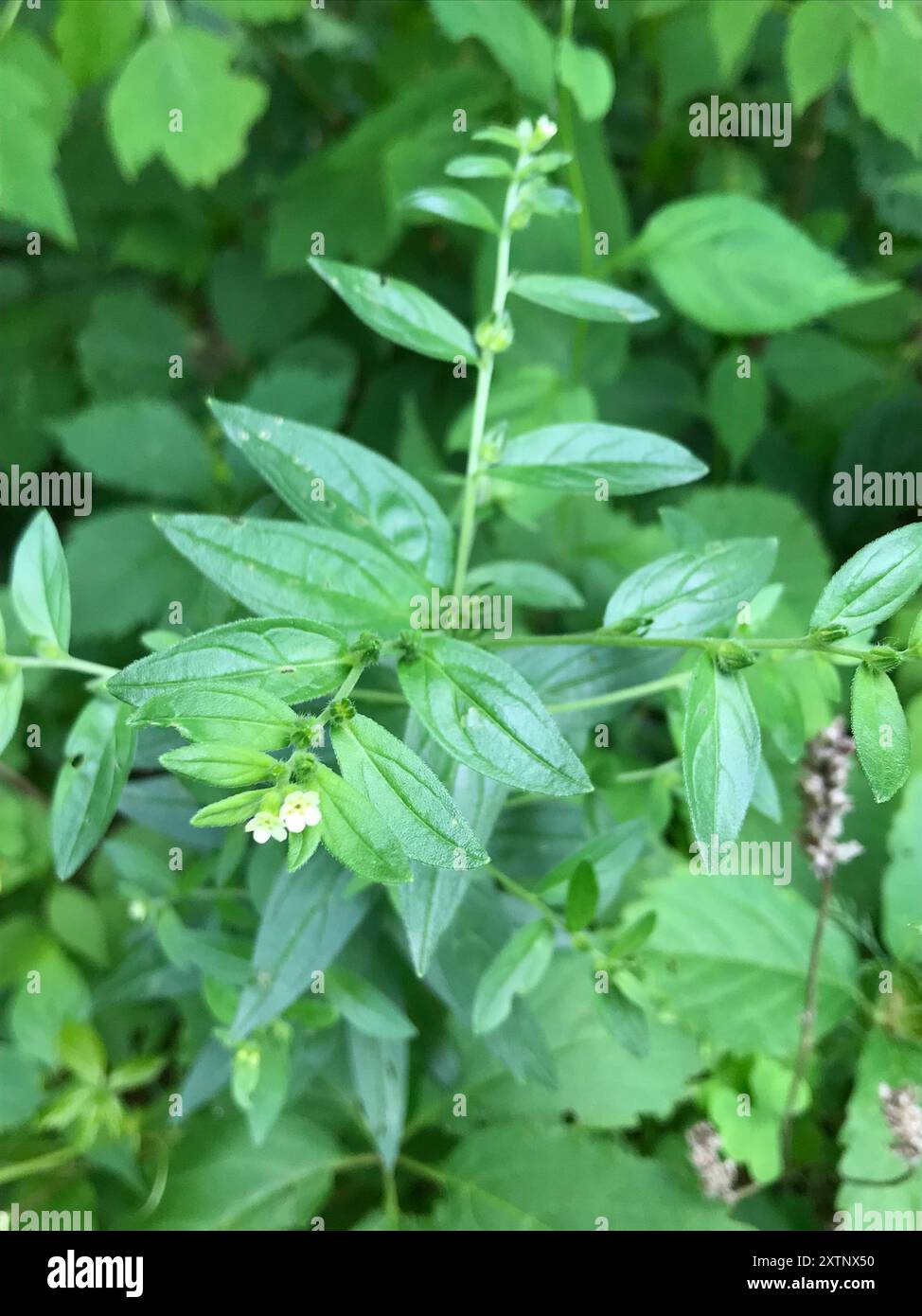 Common Gromwell (Lithospermum officinale) Plantae Stock Photo - Alamy