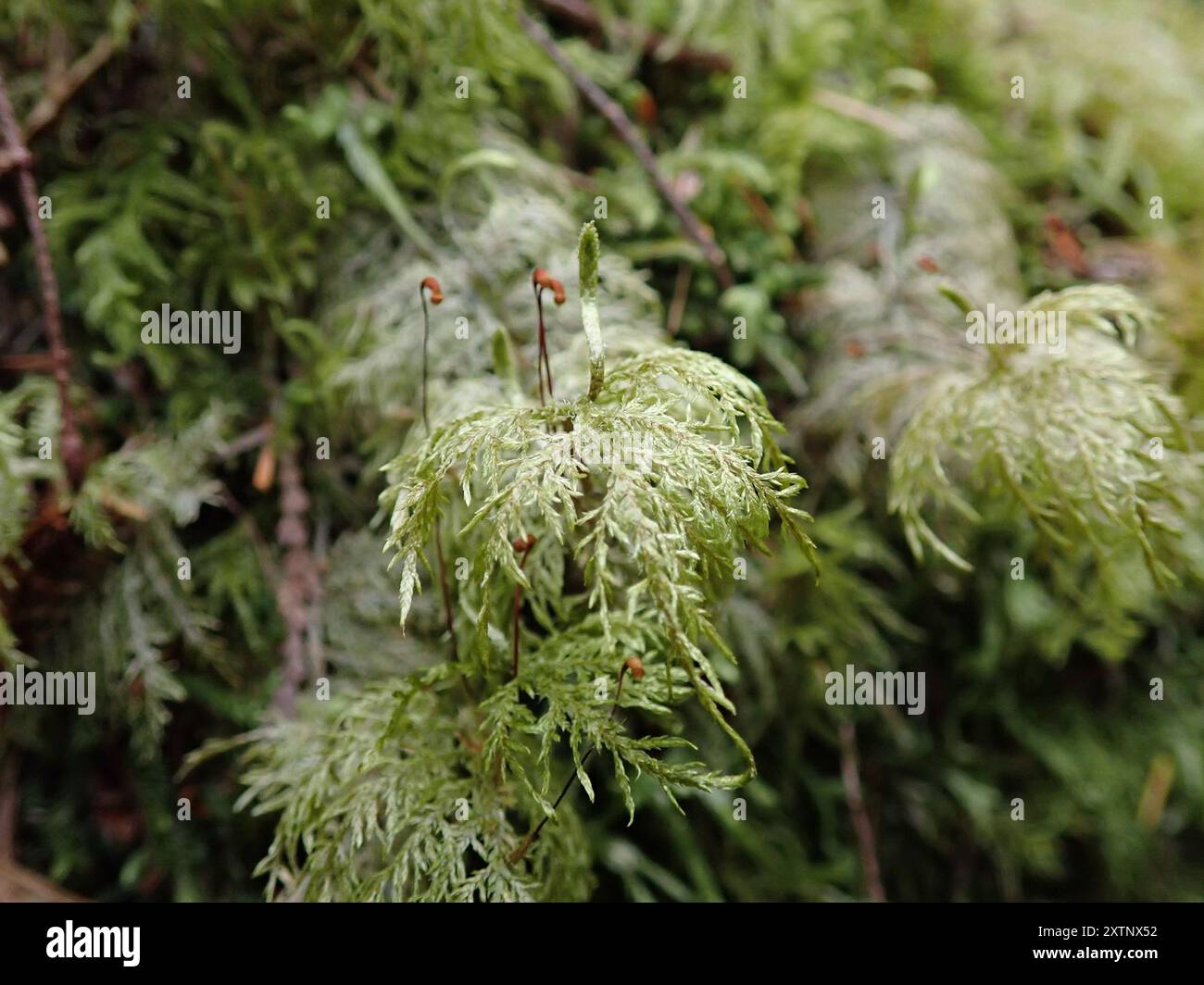 stairstep moss (Hylocomium splendens) Plantae Stock Photo - Alamy