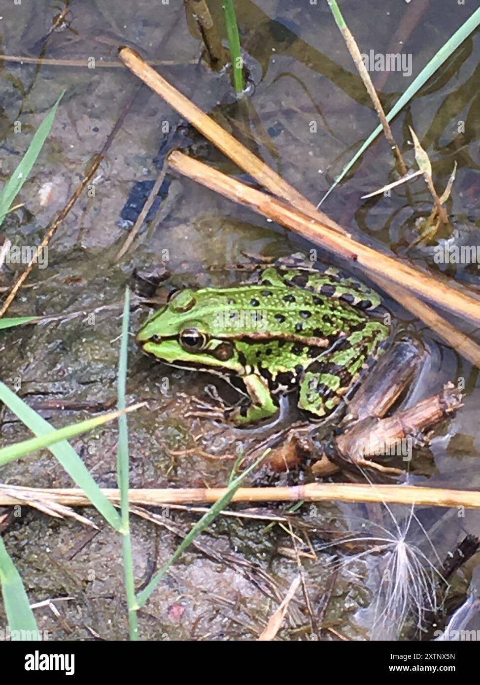 Water Frogs (Pelophylax) Amphibia Stock Photo - Alamy