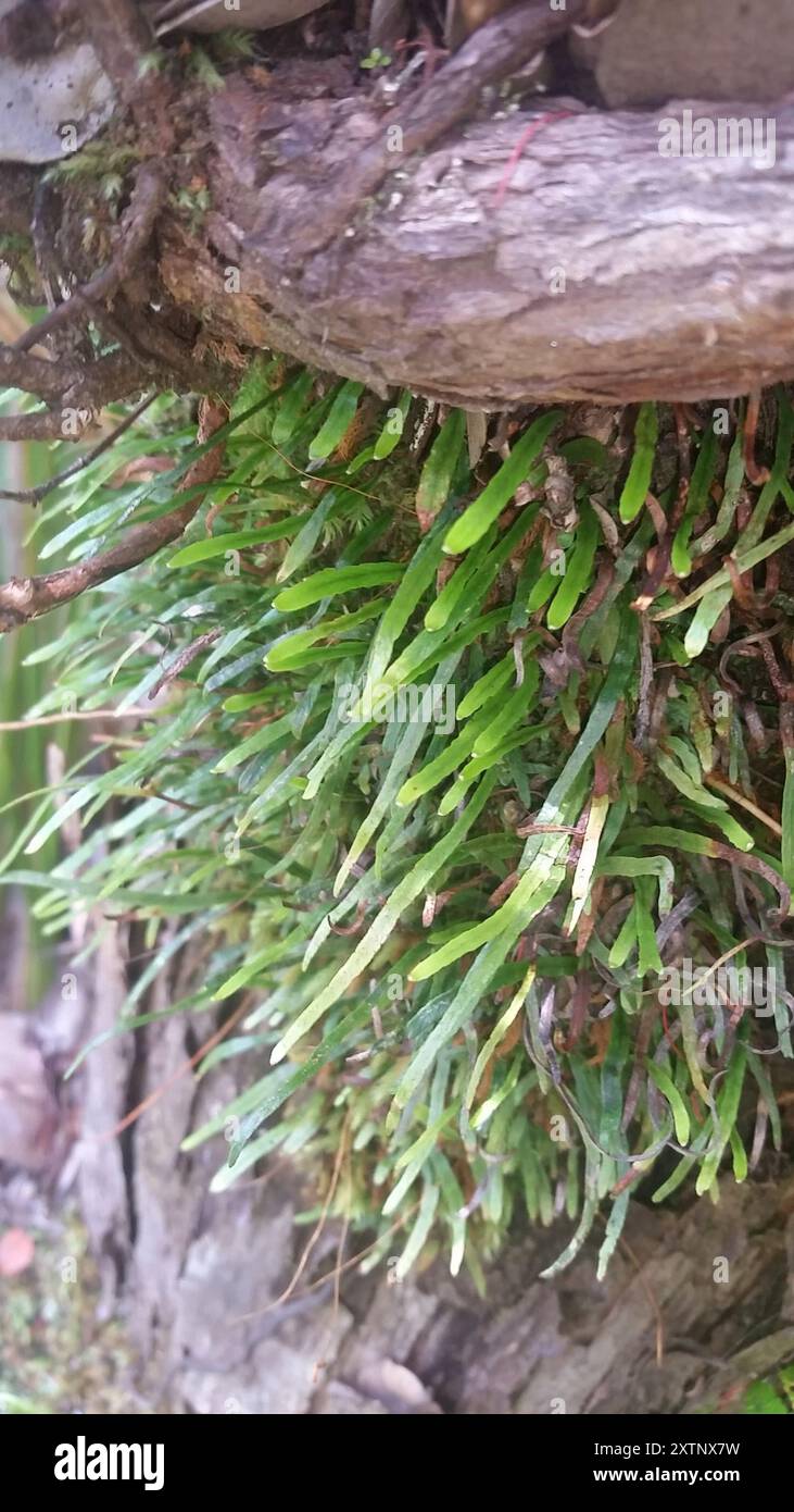 Kolokolo (Adenophorus tenellus) Plantae Stock Photo - Alamy