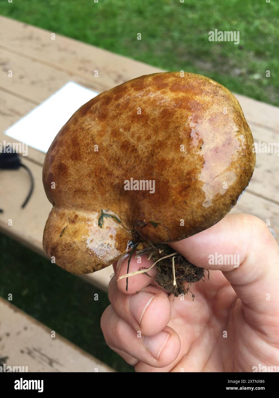 ash-tree bolete (Boletinellus merulioides) Fungi Stock Photo - Alamy