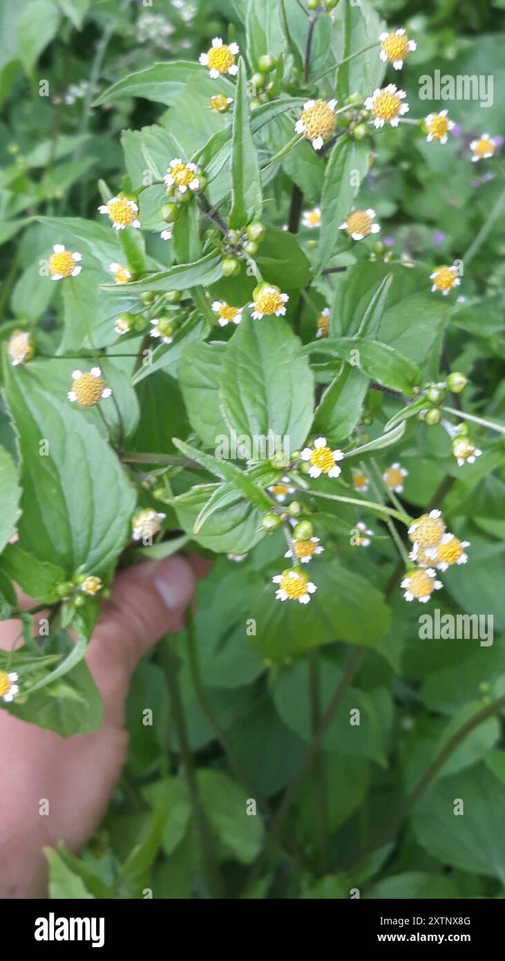 Gallant Soldier (Galinsoga parviflora) Plantae Stock Photo - Alamy