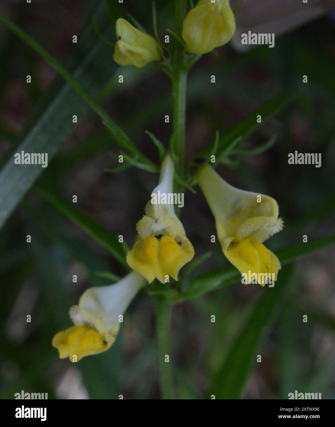 Common Cow-wheat (Melampyrum pratense) Plantae Stock Photo - Alamy