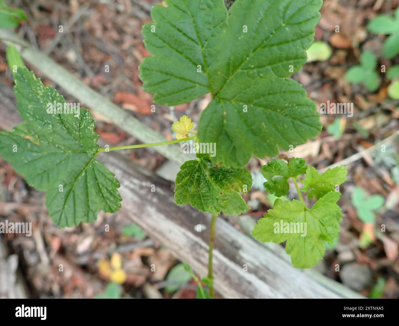 currants and gooseberries (Ribes) Plantae Stock Photo - Alamy