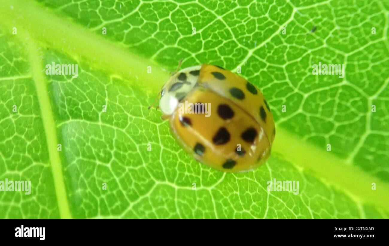 Asian Lady Beetle (Harmonia axyridis) Insecta Stock Photo - Alamy