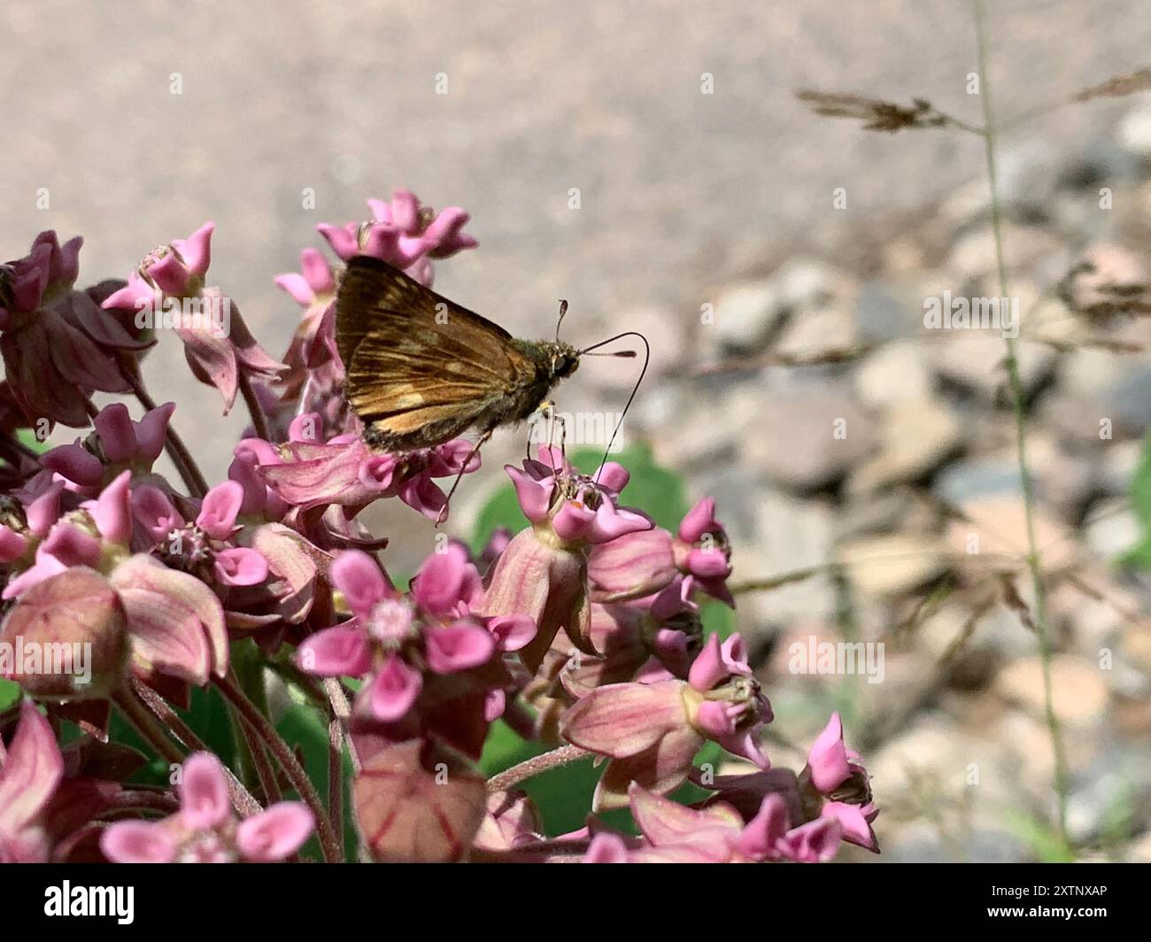 Long Dash (Polites mystic) Insecta Stock Photo - Alamy