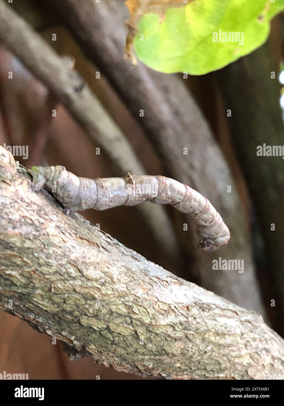Curved-toothed Geometer Moth (Eutrapela clemataria) Insecta Stock Photo ...