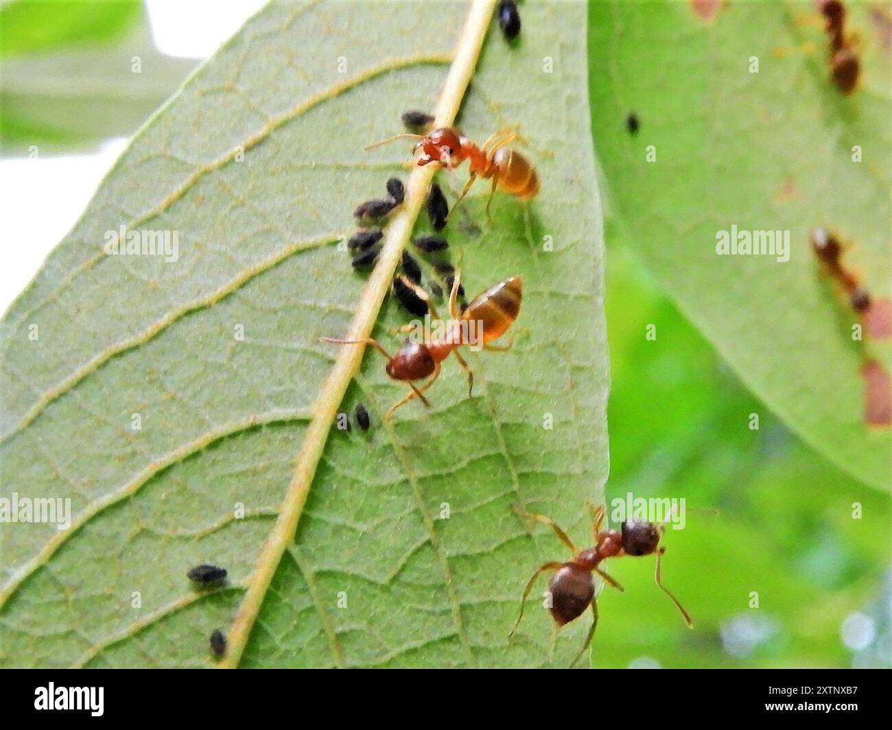 Citronella Ants, Fuzzy Ants, and Allies (Lasius) Insecta Stock Photo ...
