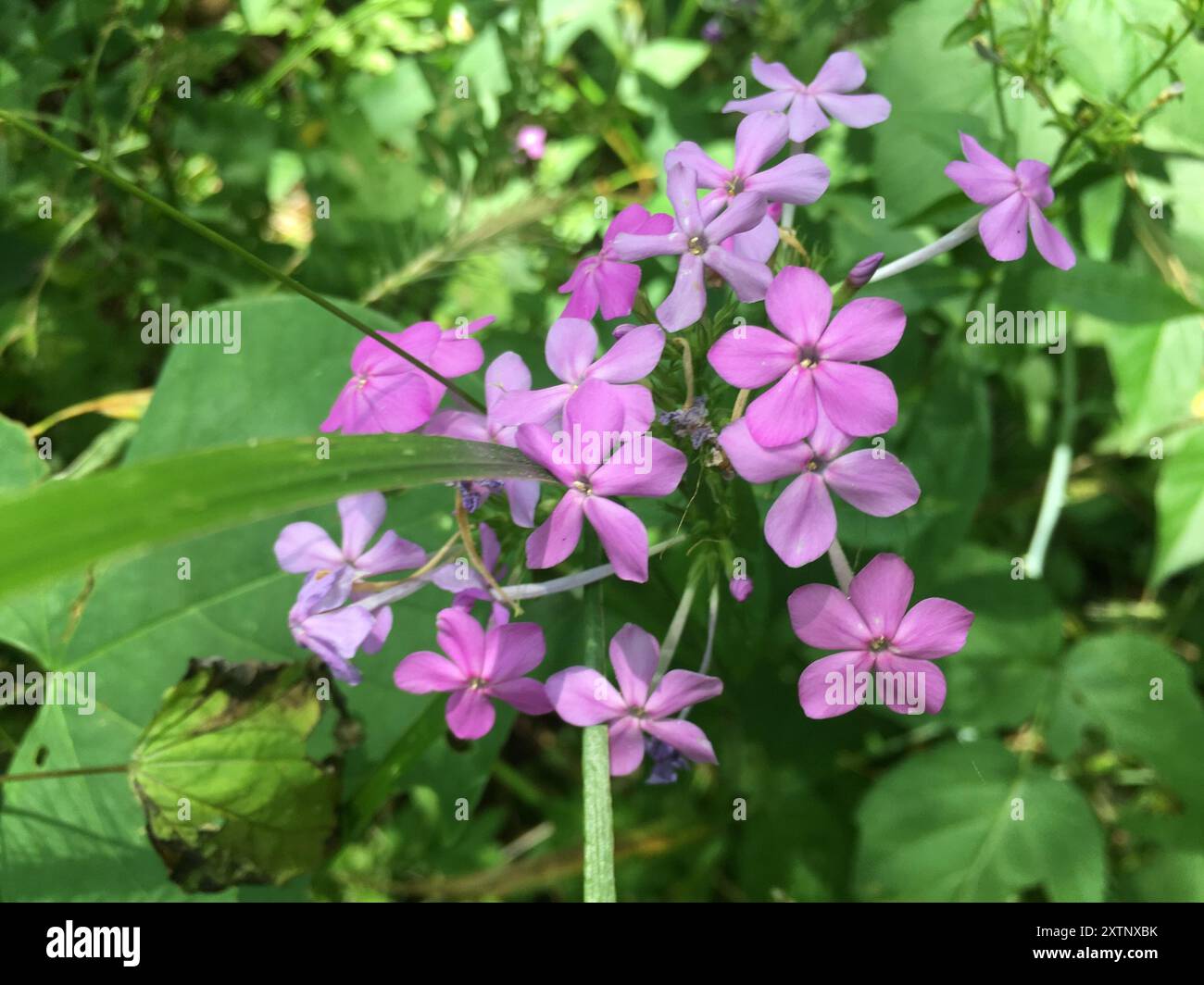 fall phlox (Phlox paniculata) Plantae Stock Photo - Alamy